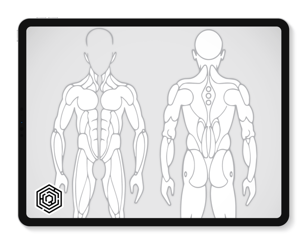 Body Planes| Body Planes | Tattoo Smart